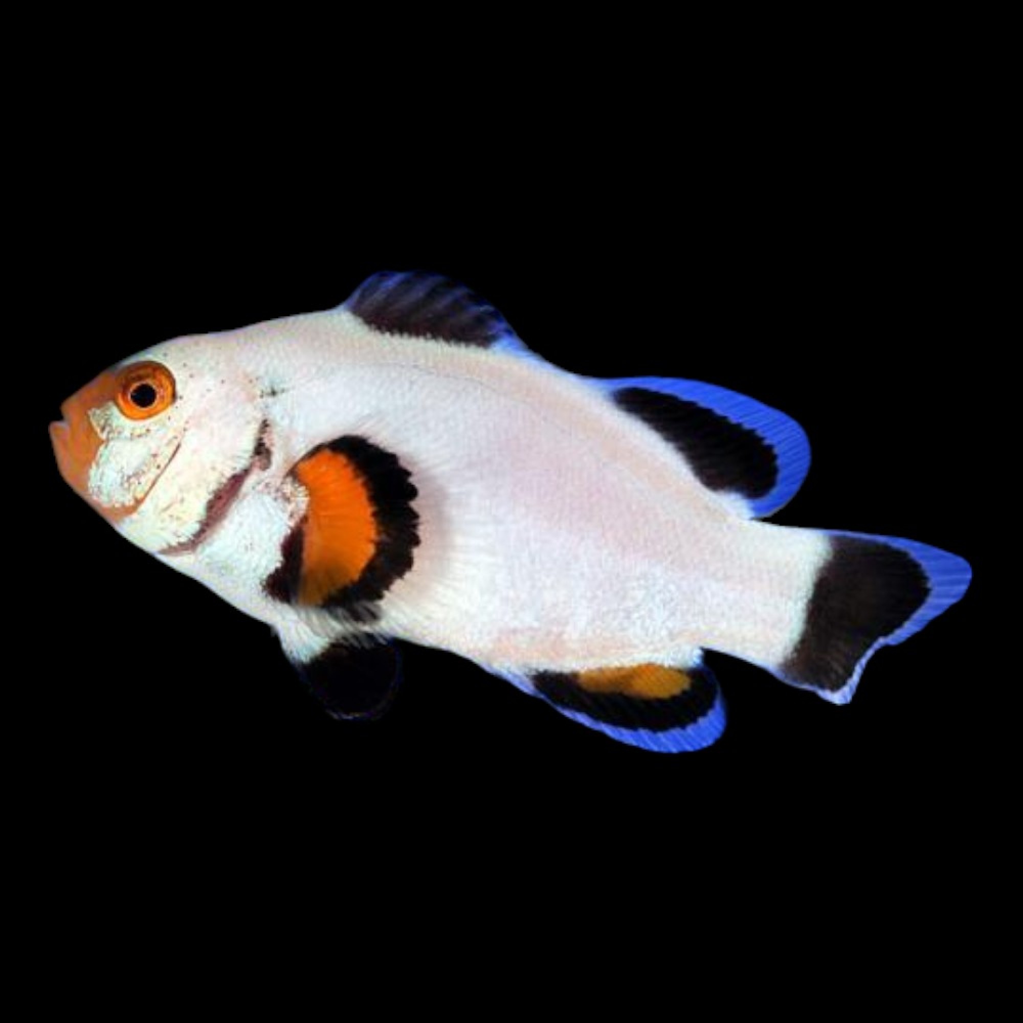 ClownFish