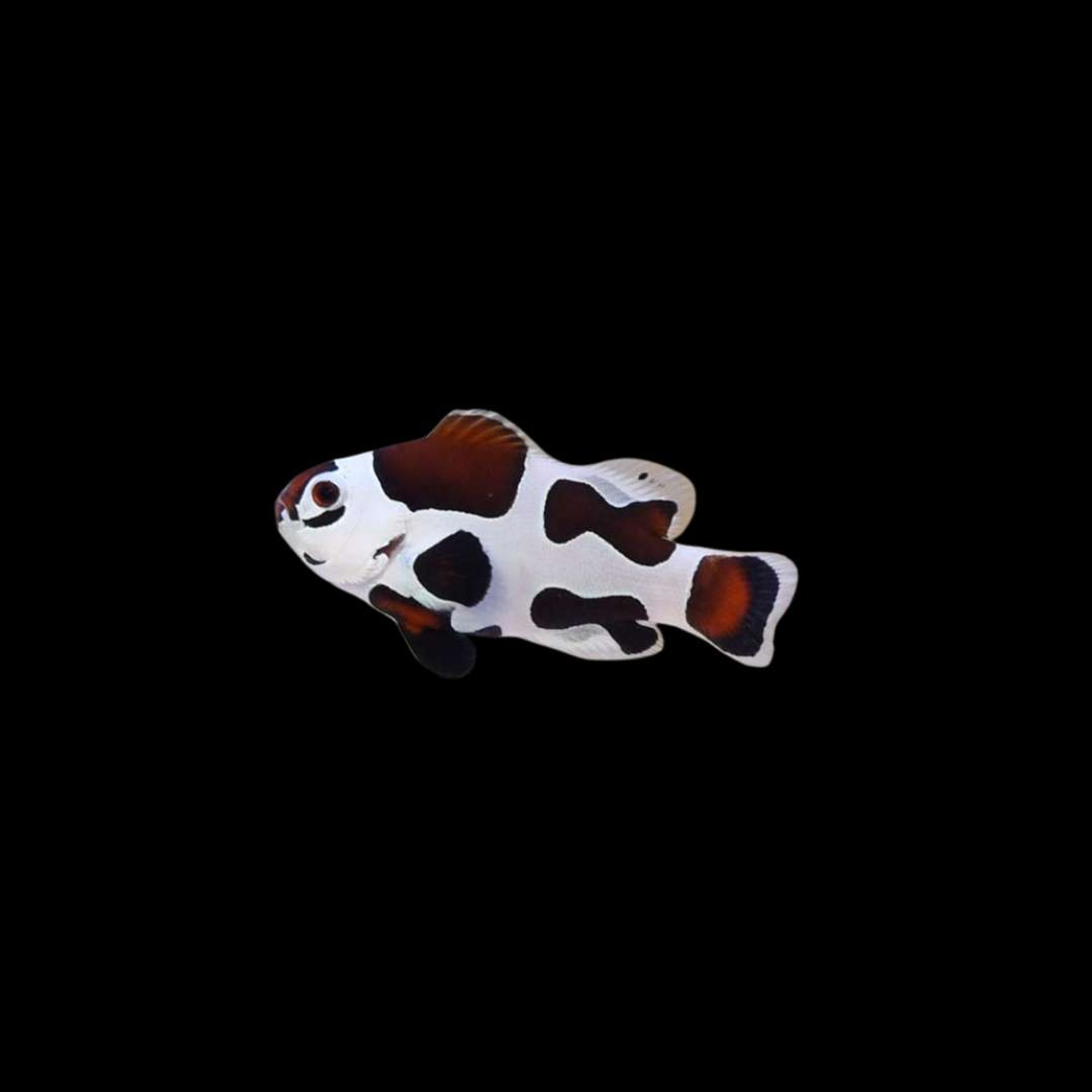 Mocka storm ocellaris Clown Fish