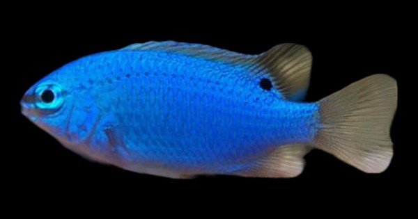 Blue Damsel