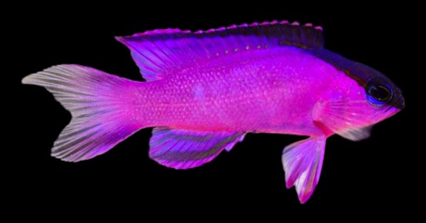 Blackcap Basslet