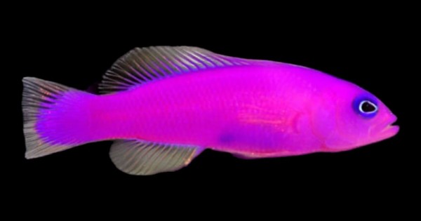 Purple dottyback