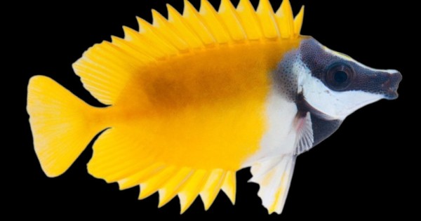 Foxface fish