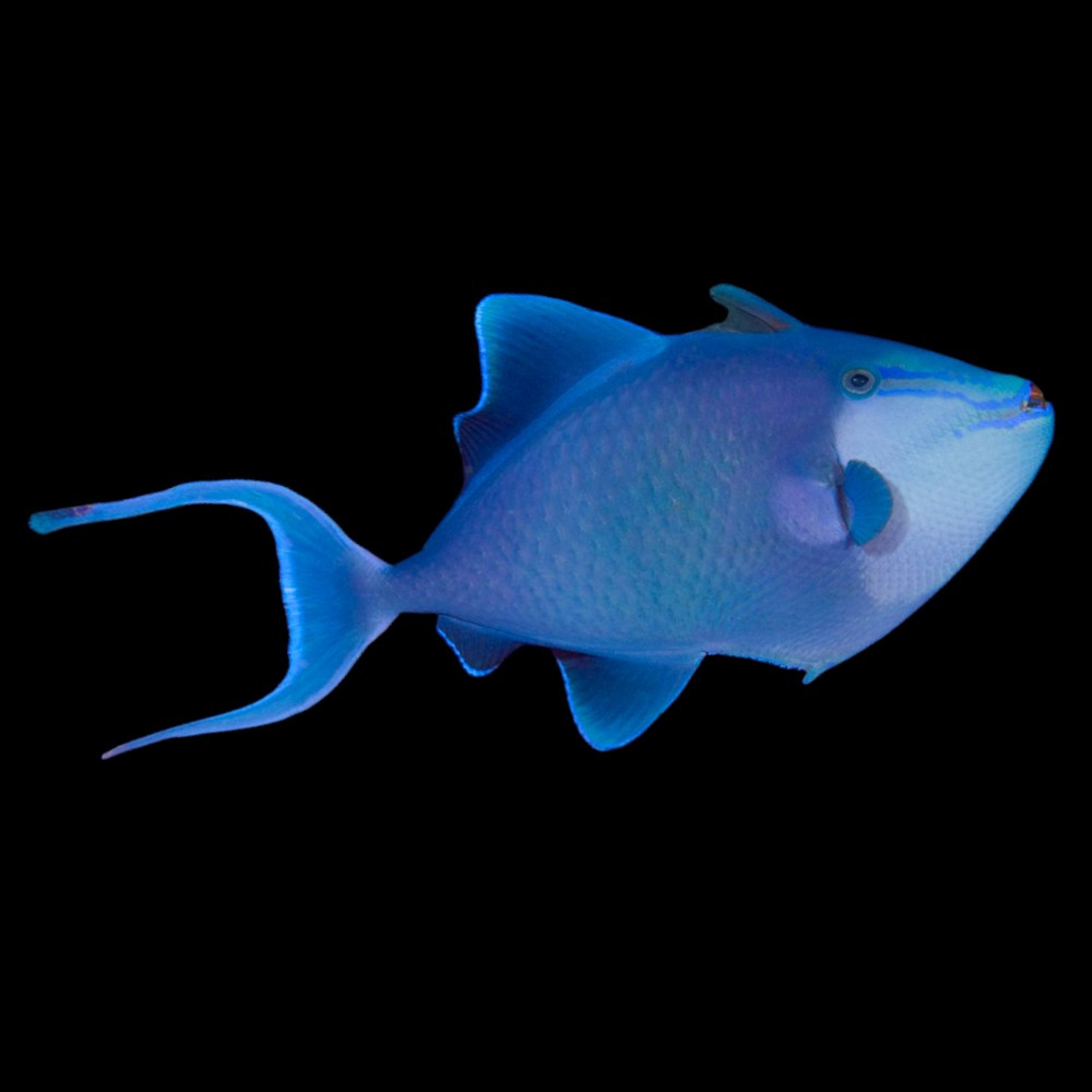 Blue Triggerfish