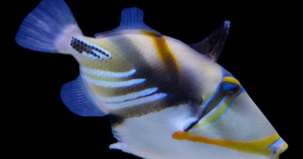 Picaso Triggerfish