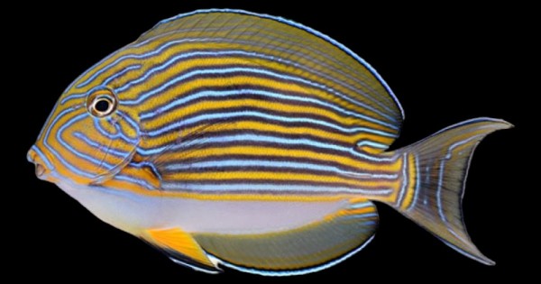 Clown Tang