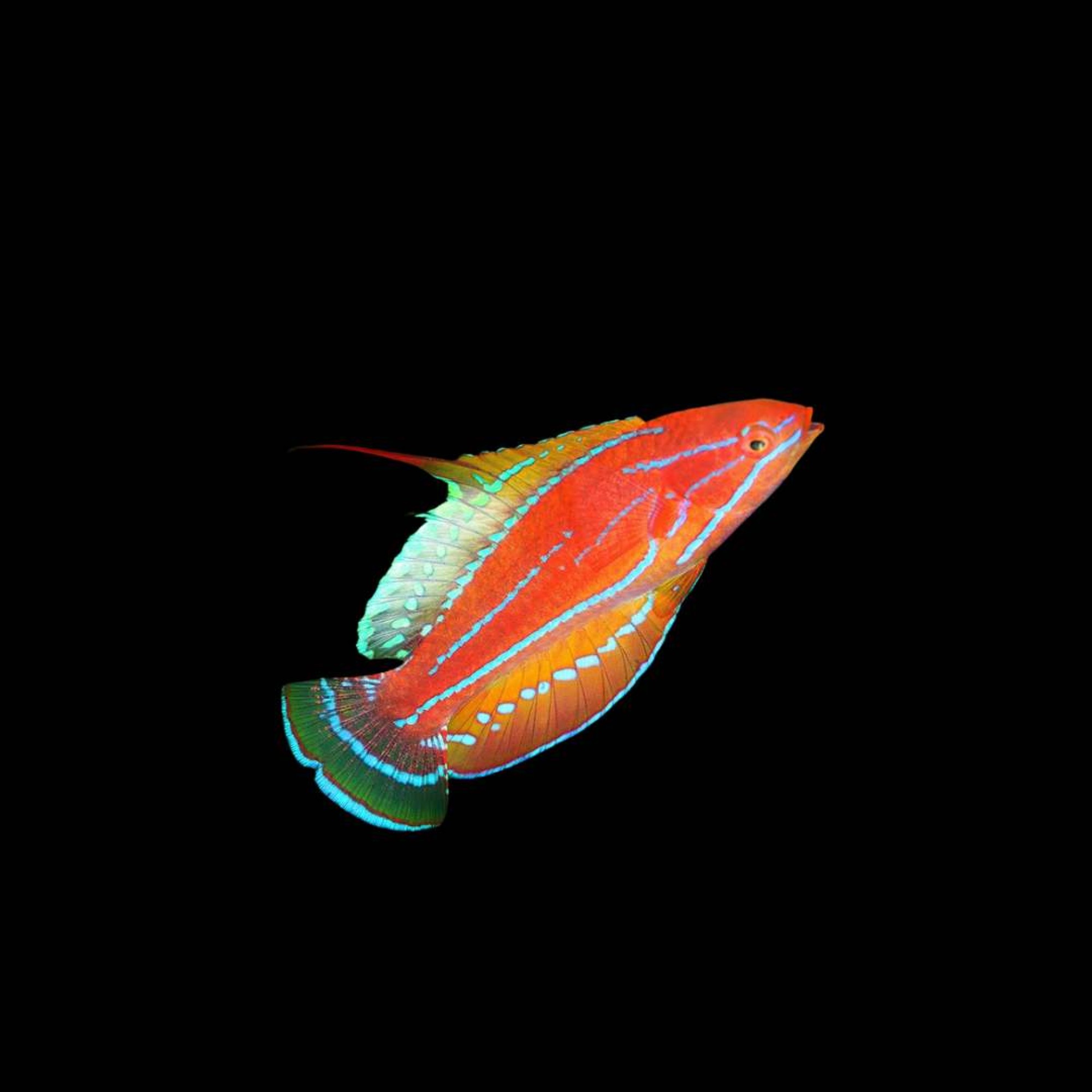 McCosker Flasher Wrasse