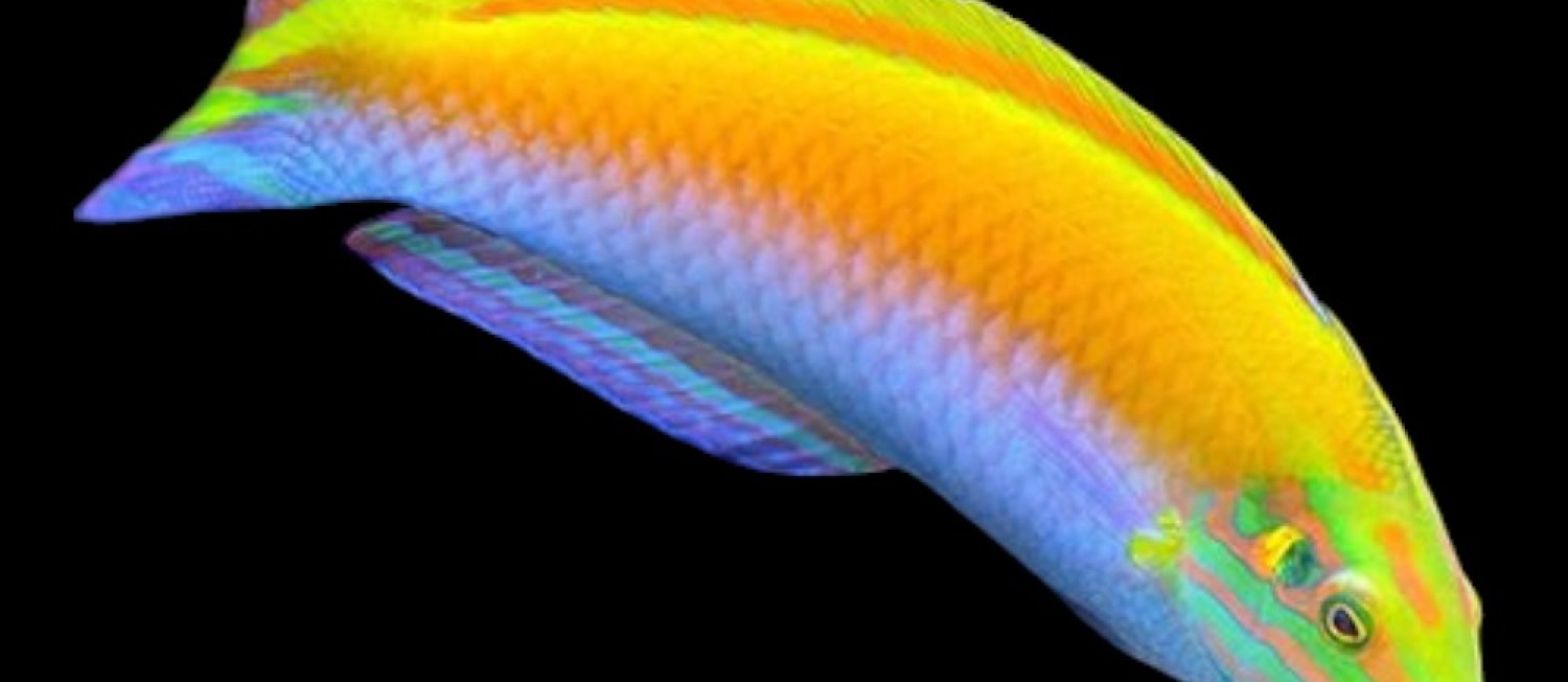New Marine Fish Arrivals In Store!