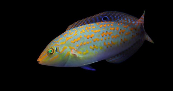 Timor Wrasse