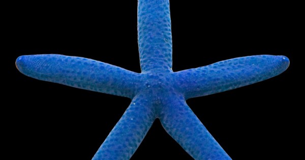 Star Fish