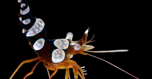 Check out the new Marine Inverts!