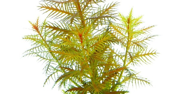 Proserpinaca palustris cuba InVitro