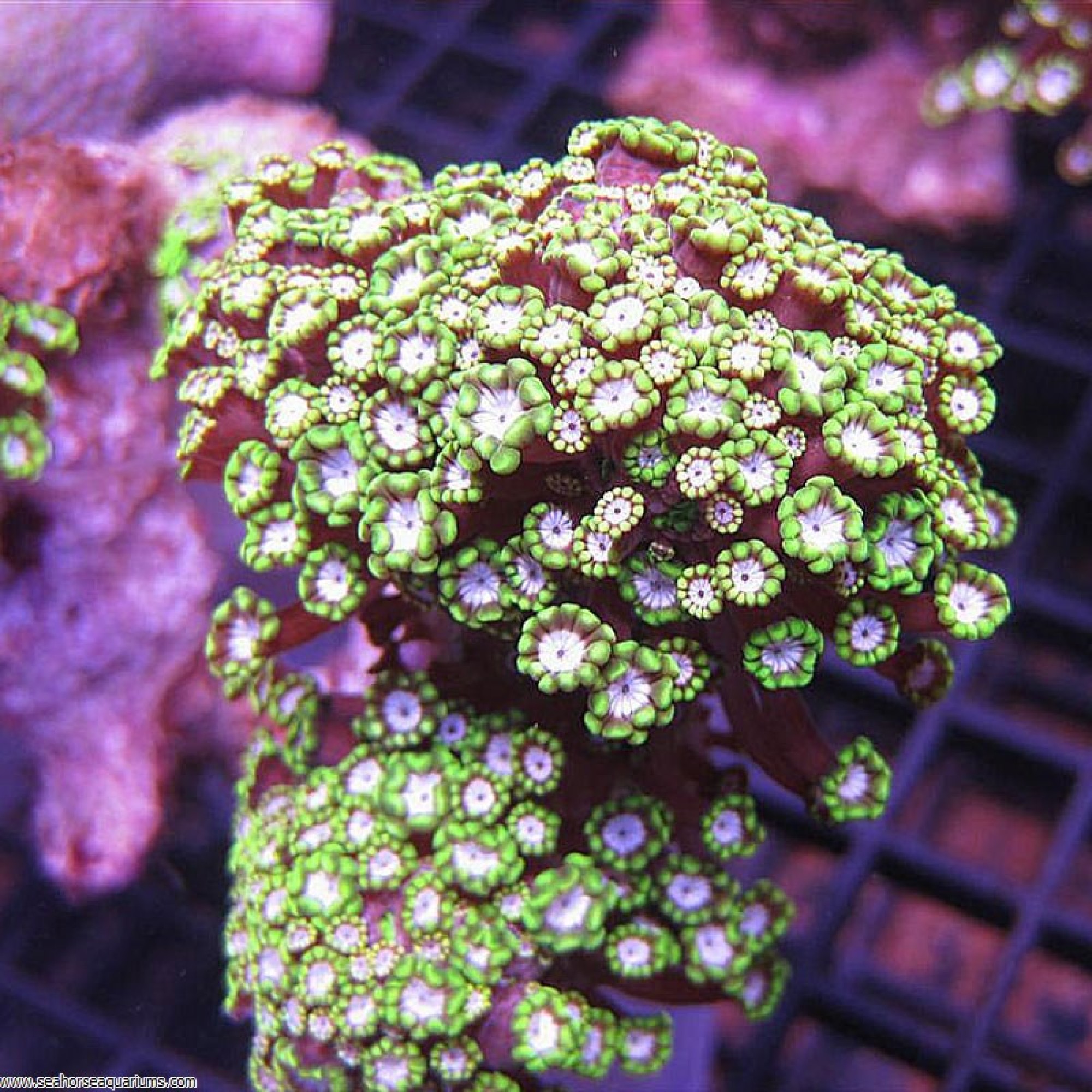 Alveopora coral