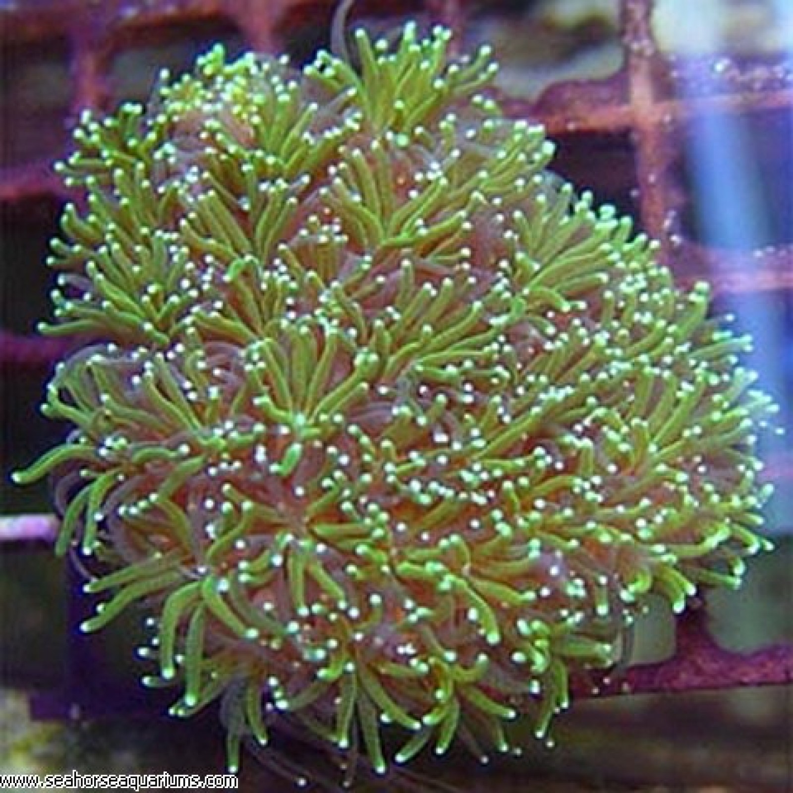 Blueberry Gorgonian
