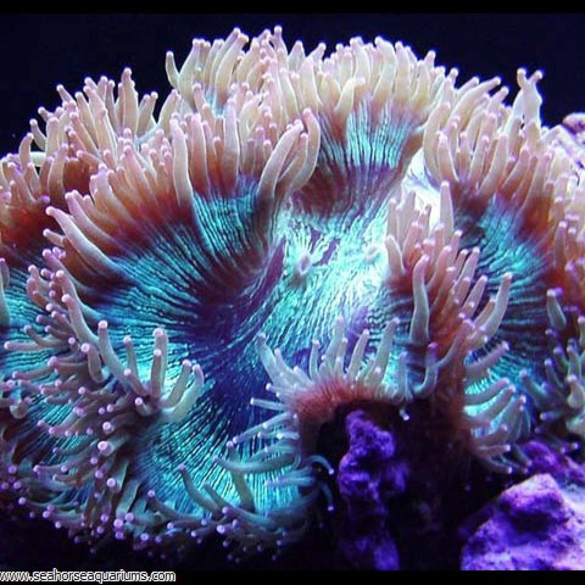 Elegance Coral