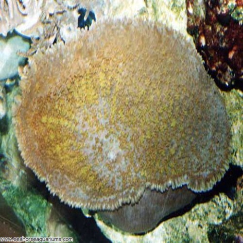 Elephant-ear Mushroom