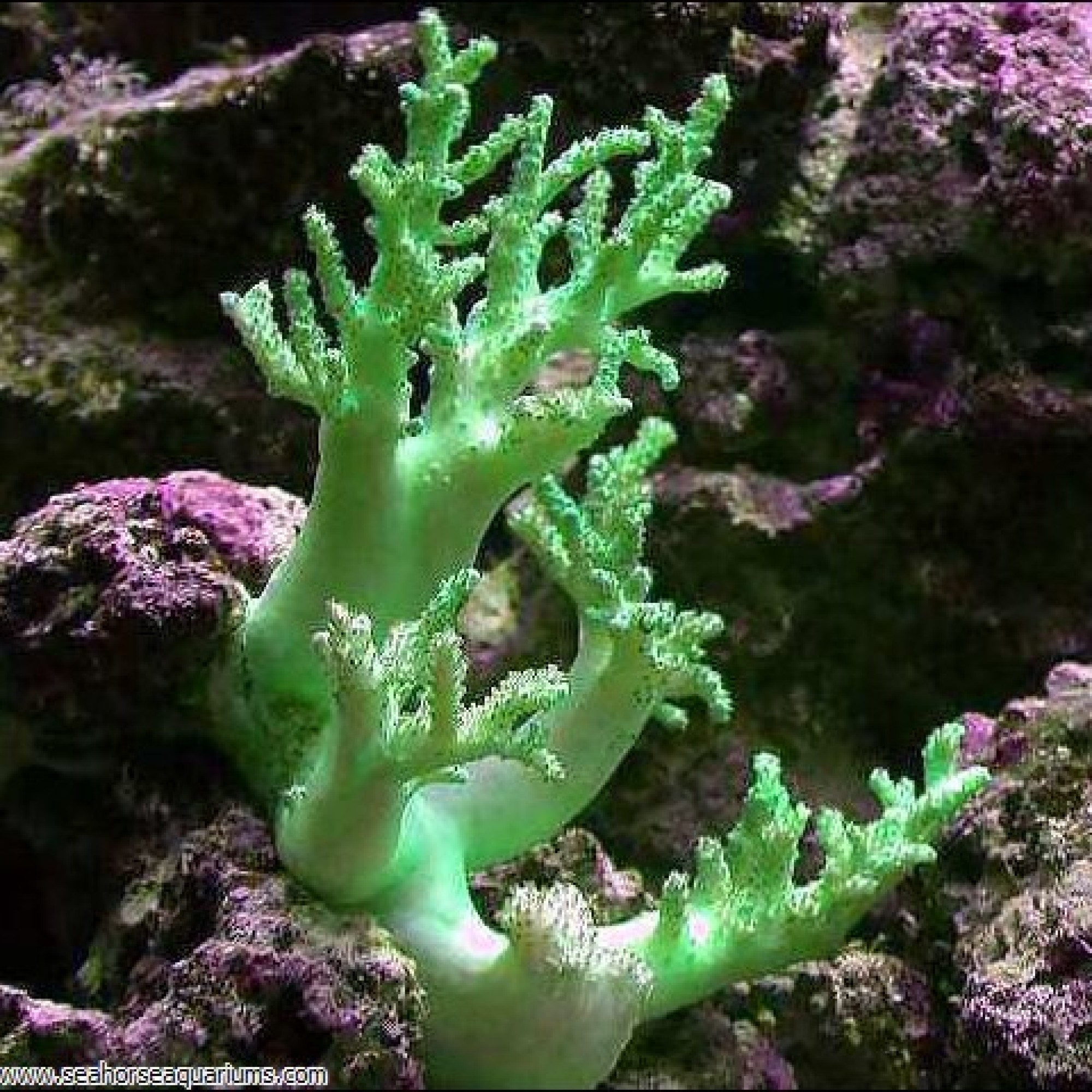 Green Nephthea Soft Coral