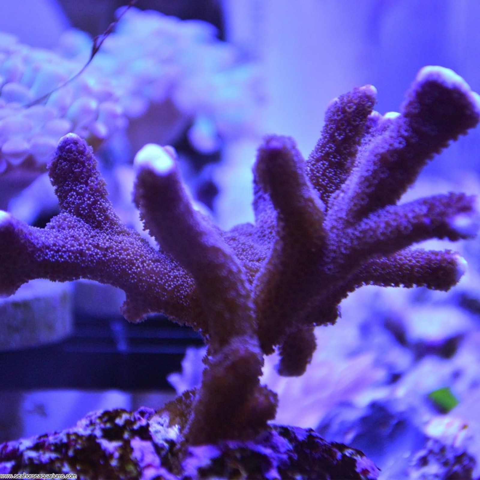 Blueberry Gorgonian