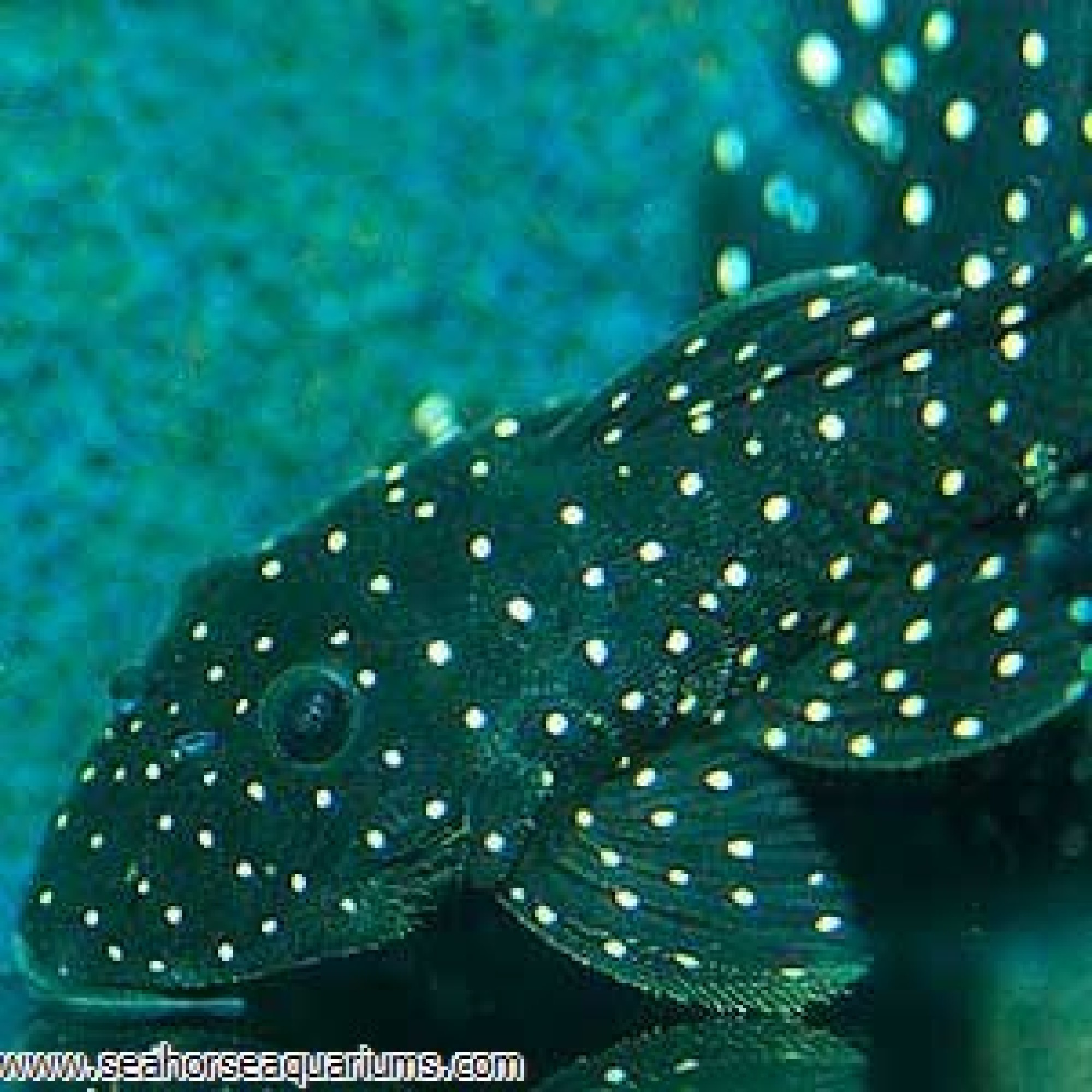 Plecos