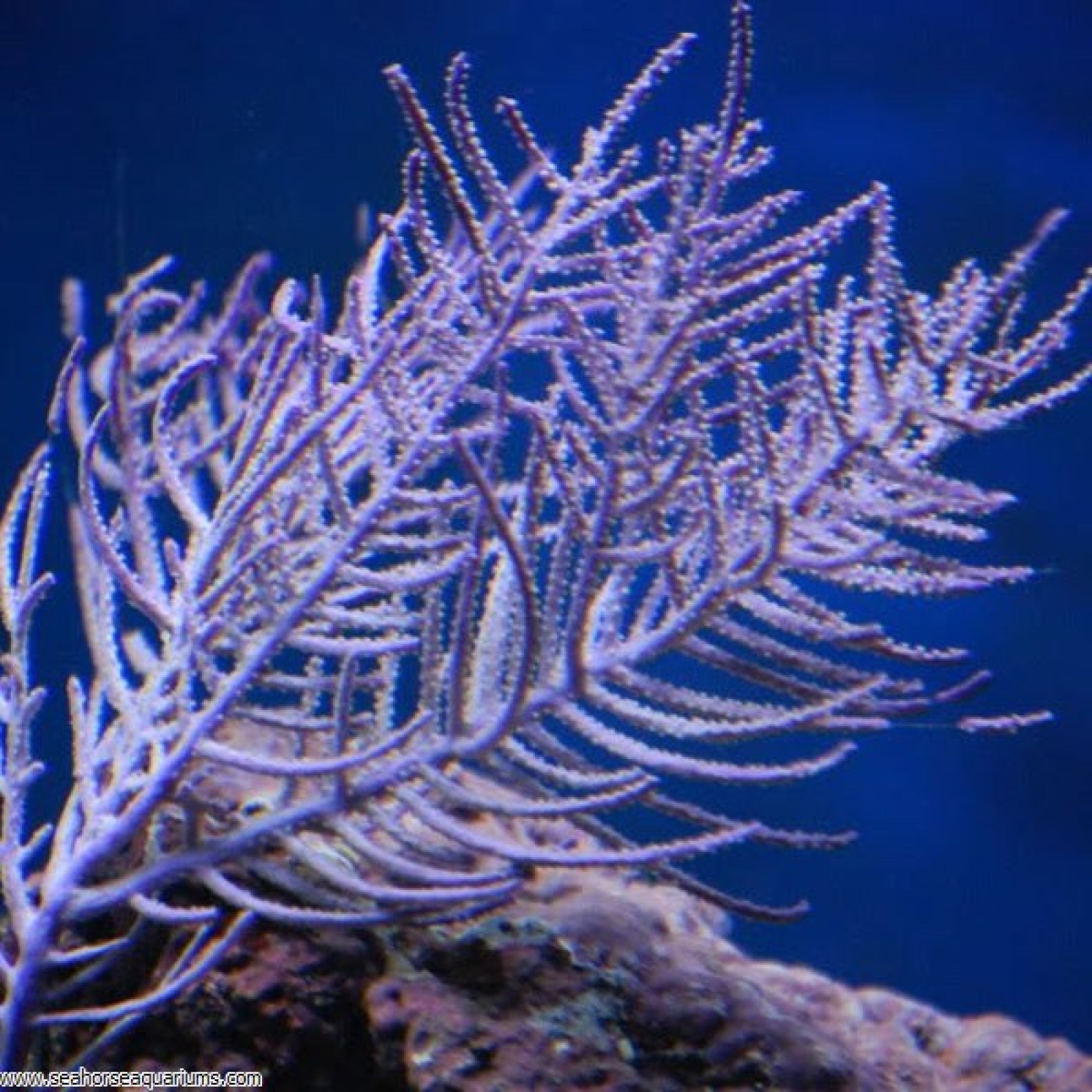 Blueberry Gorgonian