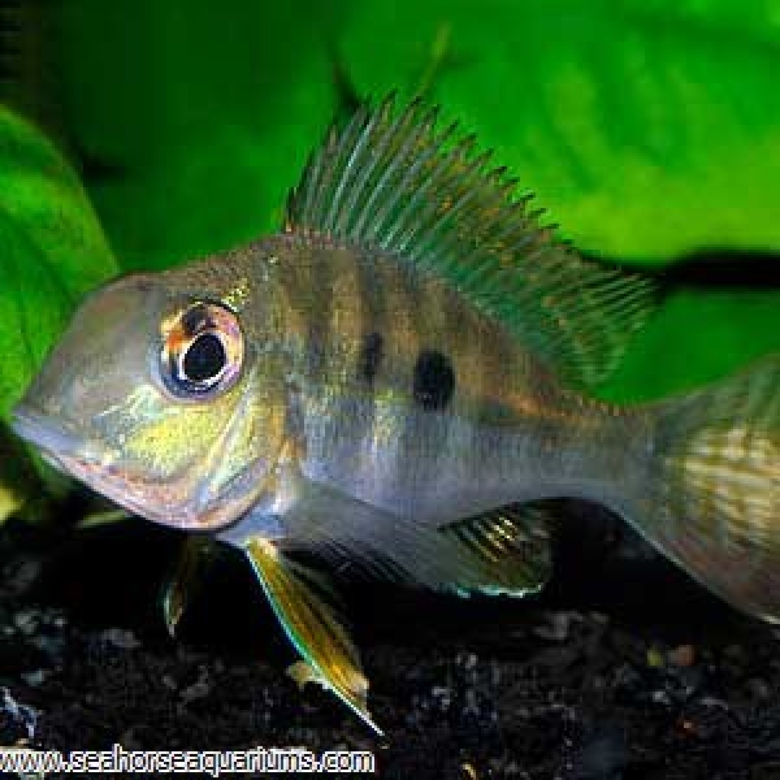 Redhead Tapajos Geophagus