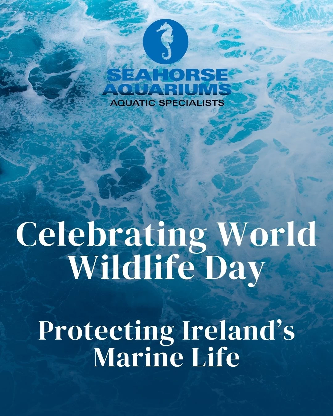 Celebrating World Wildlife Day: Protecting Ireland’s Marine Life