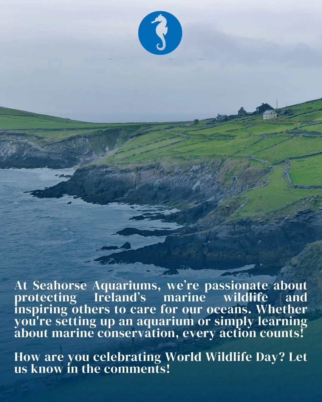 Celebrating World Wildlife Day: Protecting Ireland’s Marine Life