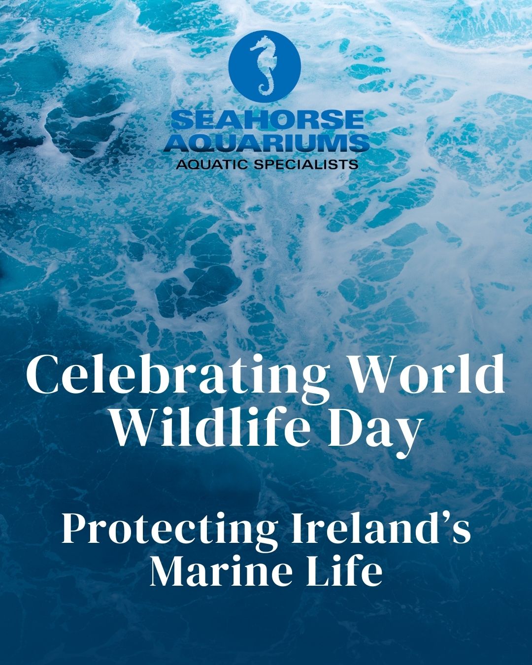 Celebrating World Wildlife Day: Protecting Ireland’s Marine Life