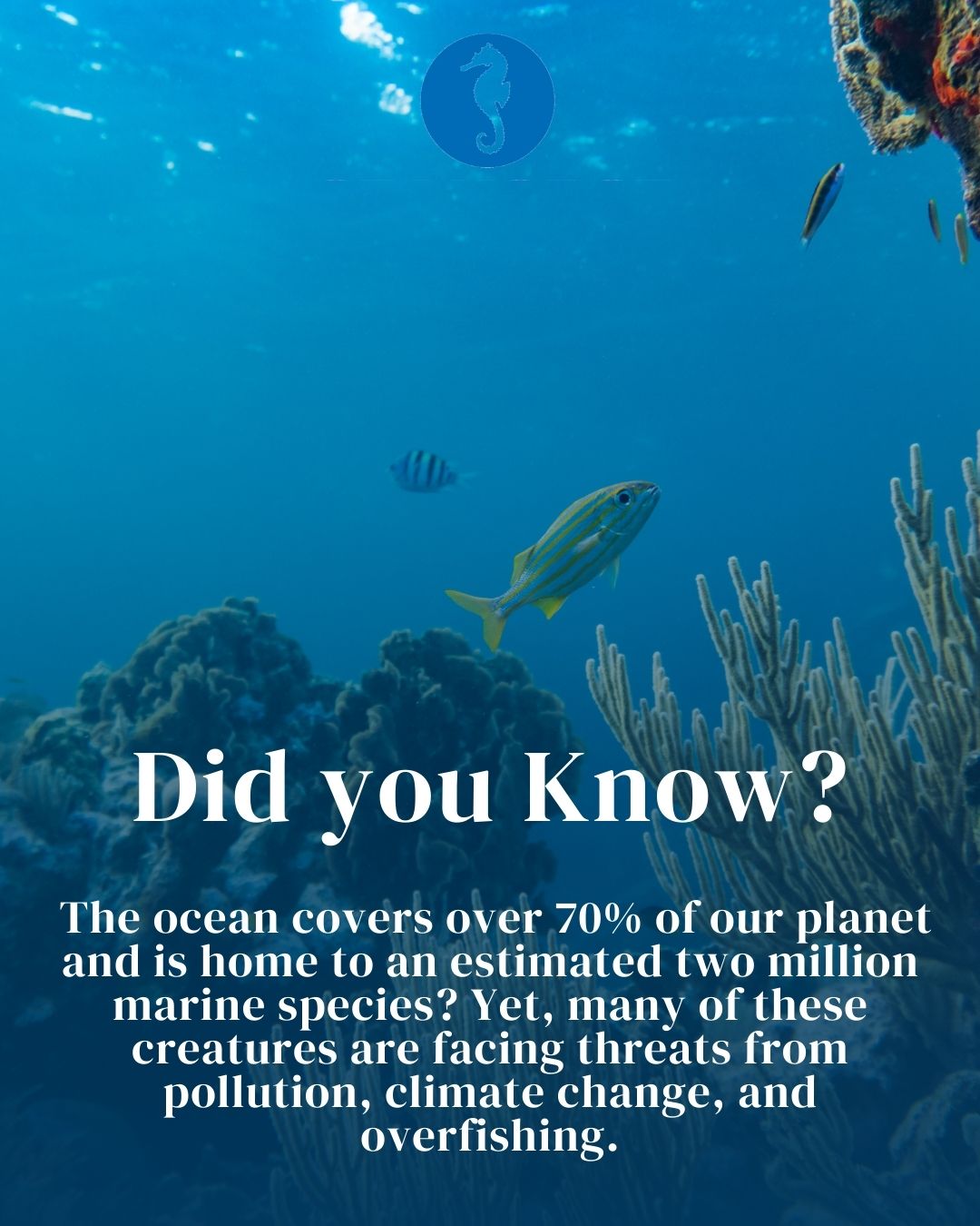 Celebrating World Wildlife Day: Protecting Ireland’s Marine Life